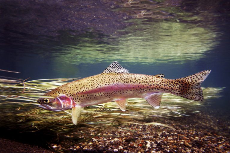 FAQ: Fly Fishing for the Beginner | All Seasons Adventures